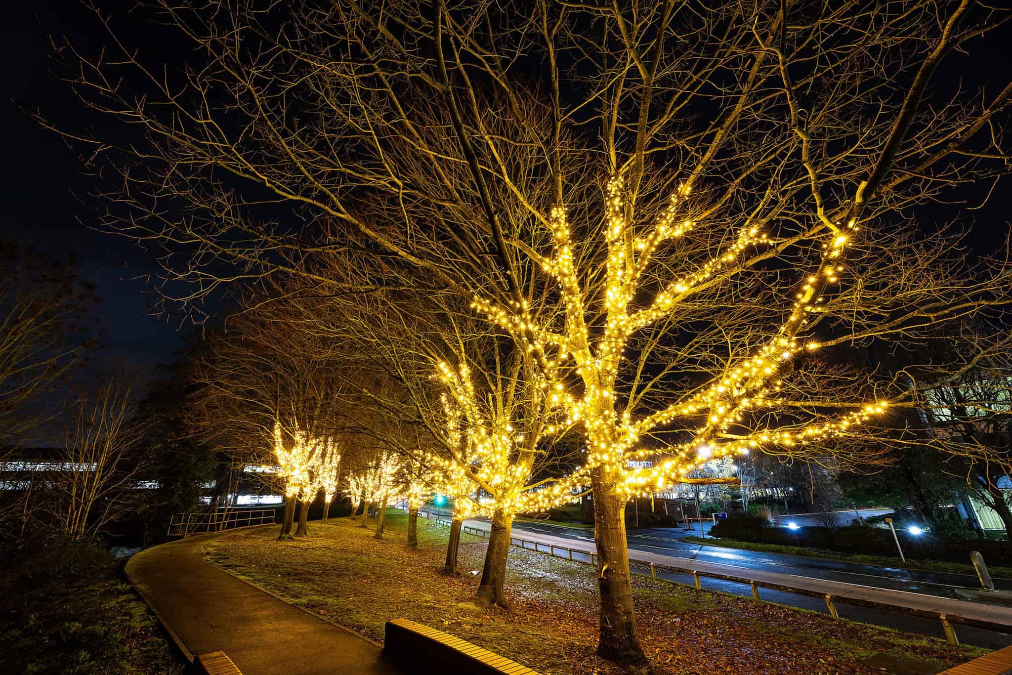BID funded seasonal lighting installed at Farleymoor Lake - Bracknell BID